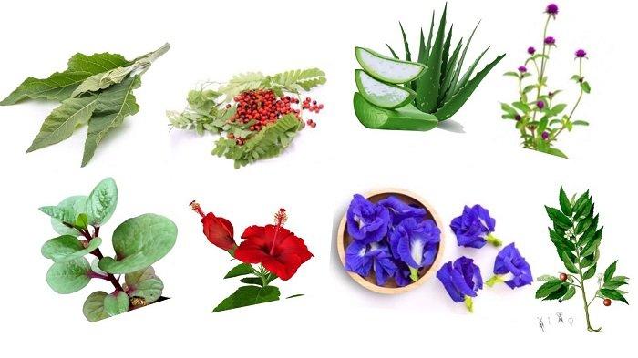 Inilah Jenis Tanaman Herbal yang Dapat Dijadikan sebagai Obat ...