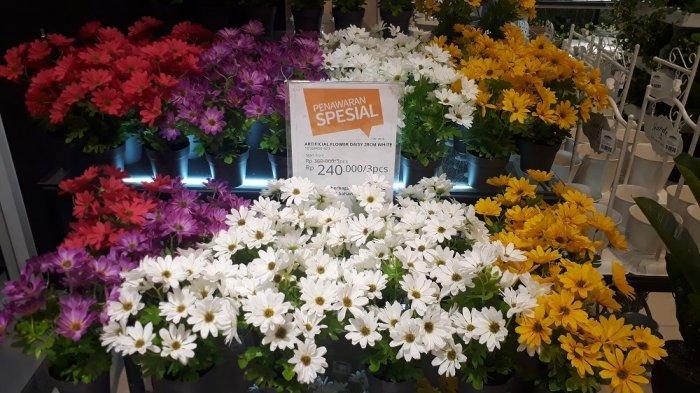 Ketahui Deretan Fakta Unik Bunga Daisy, Bisa Dimakan dan Bermanfaat ...