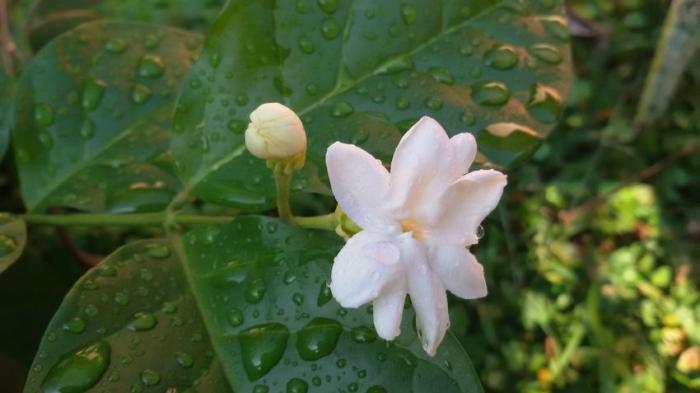 Mengenal Manfaat Bunga Melati untuk Kesehatan yang Jarang Diketahui ...