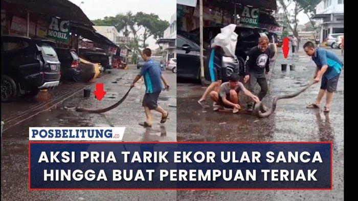 Video Detik-detik Pria Tarik Ekor Ular Sanca hingga Buat Seorang ...