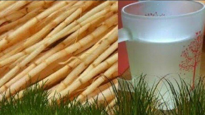 Manfaat Akar Alang-Alang, Obat Herbal yang Dapat Meredakan Demam hingga ...