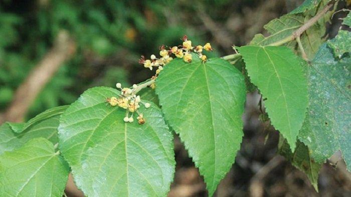 Manfaat Daun Jati Belanda, Obat Herbal untuk Menurunkan Berat Badan ...