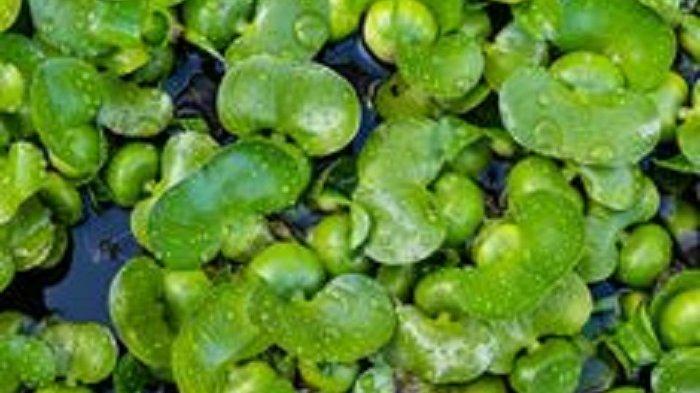 Manfaat Eceng Gondok, Dapat Dijadikan Obat Herbal untuk Mengatasi Sakit ...