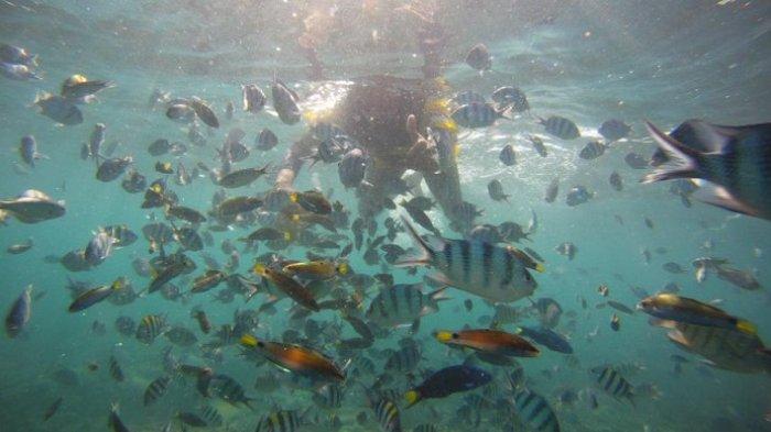 Wisata Belitung: Nikmati Keindahan Bawah Laut Pulau Kelayang Snorkeling ...