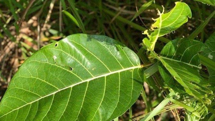 4 Penyakit yang Dapat Diobati Secara Alami dengan Daun Awar-awar, Demam ...