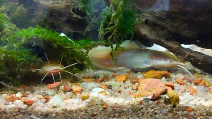 Lebih Mahal dari Lele Biasa, Ternyata ada Mitos di Balik Lele Bule yang ...