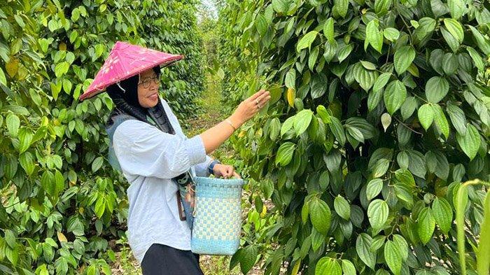 Petani Lada Sudah Menyasar Pasar Ekspor, Siapkan Lada Hitam atau Lada ...