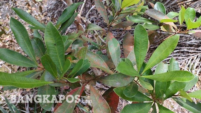 Pohon Pelawan Dulu Hanya Sekadar Cerita Kayu Bakar, Padahal Khasiat ...