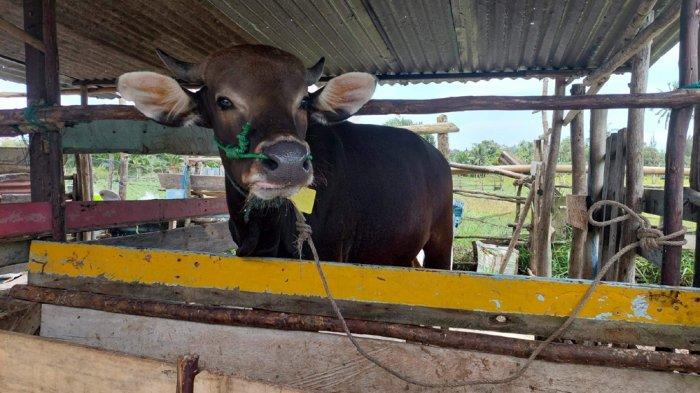 800 Ekor Sapi Ada di Kandang dan akan Ditambah, Pemasok di ...
