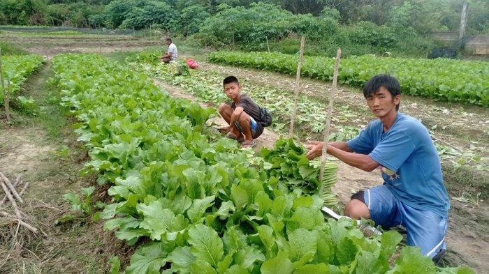 Manfaatkan Pekarangan Rumah Jadi Kebun, Warga Pangkalpinang Ini Mampu Hasilkan 150 Kg Sayur ...