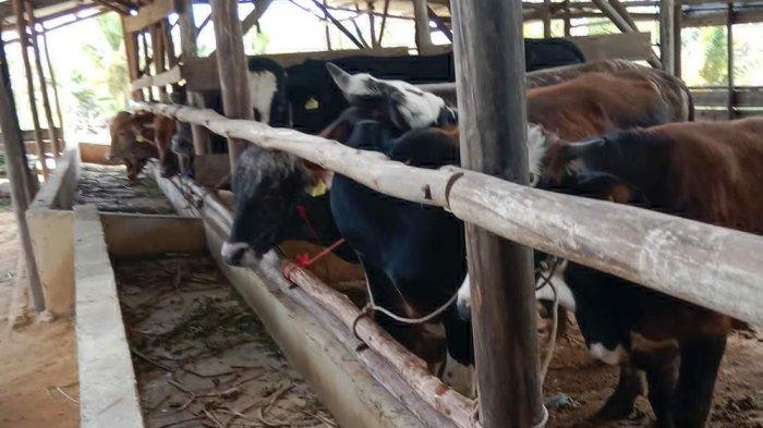 Ratusan Ekor Sapi Madura dan Lampung Masuk Belitung Jelang Lebaran ...