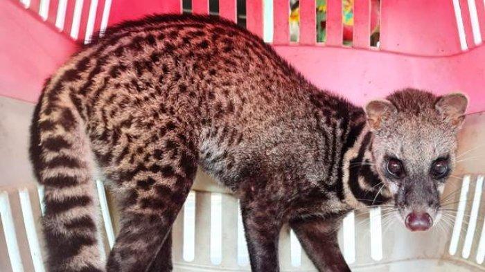 Alobi Melepasliarkan Musang Tenggalung, Ditangkap saat Masuk ke ...