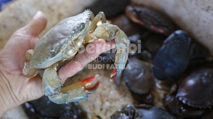 Dinas Perikanan Kabupaten Bangka Tengah Kembangkan Kepiting Soka ...