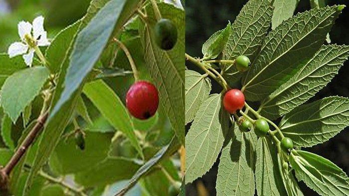 Jangan Remehkan Khasiat Buah Seri, Anda Pasti Menyesal Tak Memakannya ...