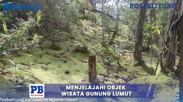 Visit Gunung Lumut in East Belitung, Enjoy The Beauty of Moss at 168 ...