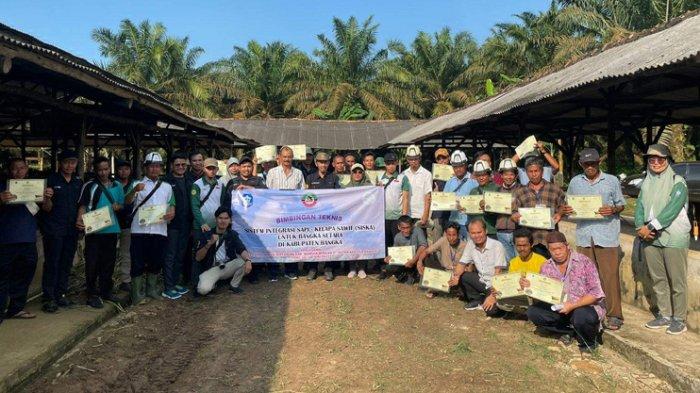 Dinpanpertan Bangka Gelar Bimtek Siska, Integrasi Sapi Kelapa Sawit ...