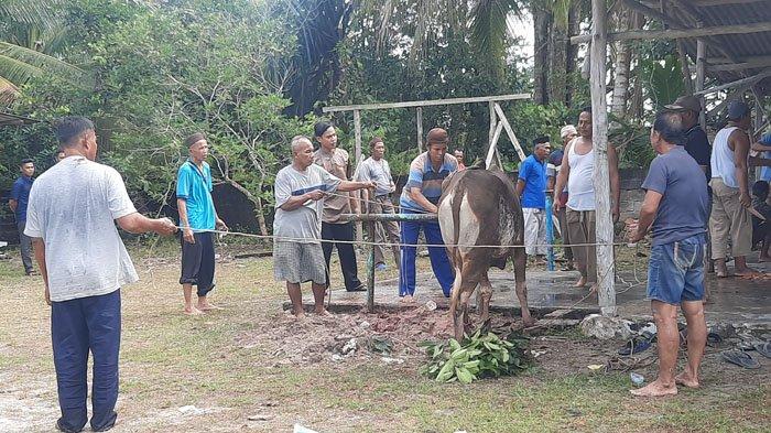 Perayaan Idul Adha 1444 H, Muhammadiyah Bangka Barat Potong 15 Ekor ...