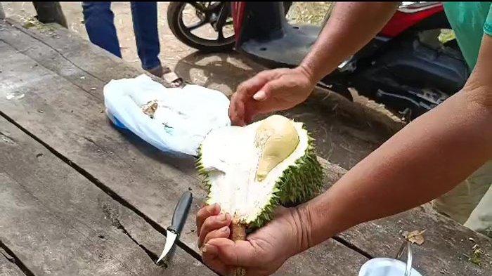 Durian Tai Babi Asal Bangka Barat Paling Murah Rp500 Ribu Sekilo ...