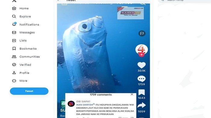 Viral Ikan Oarfish Muncul di Laut Taiwan, Benarkah Tanda Akan Ada Bencana Alam? - Posbelitung.co