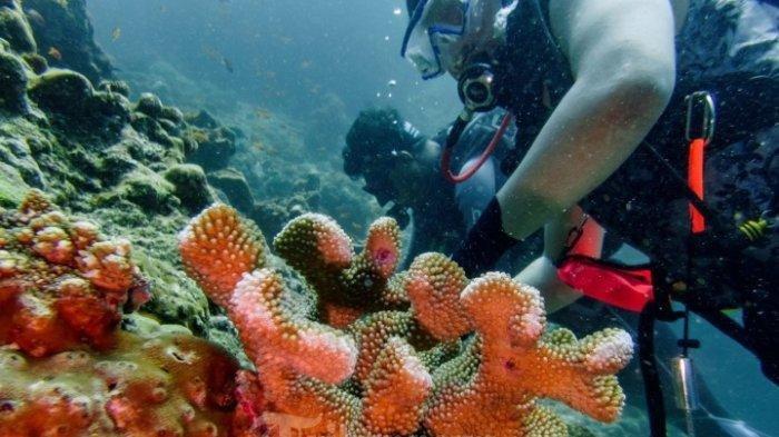Wisata Bawah Laut, Jangan Panik di Bawah Air, Rasakan Sensasi Menyelam ... Wisata Bawah Laut, Jangan Panik di Bawah Air, Rasakan Sensasi Menyelam ...