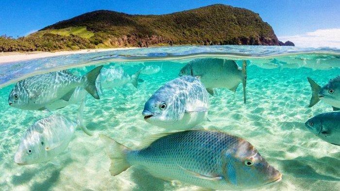 Wisata Laut Pulau Belitung, Perairan Ini Jadi Spot Mancing Paling ...