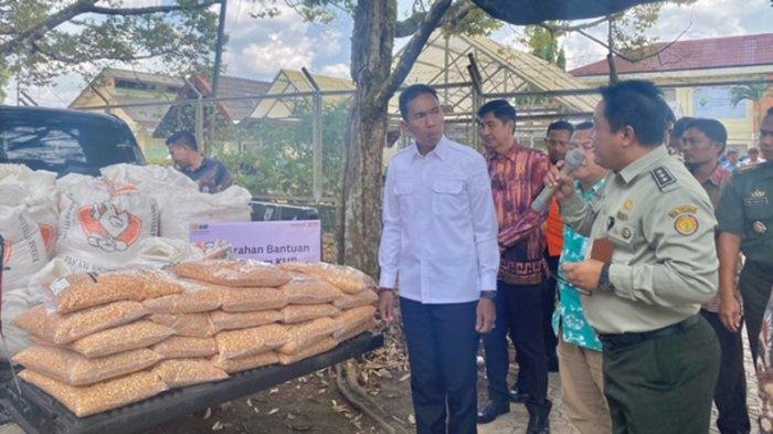 BSIP Bangka Belitung Kenalkan Jagung Varietas Bisma, Ini Keunggulannya ...