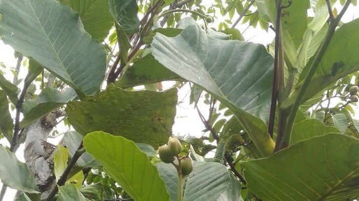 Wisata Kuliner, Coba Bikin Lontong Pakai Daun Simpur, Aromanya Pasti ...