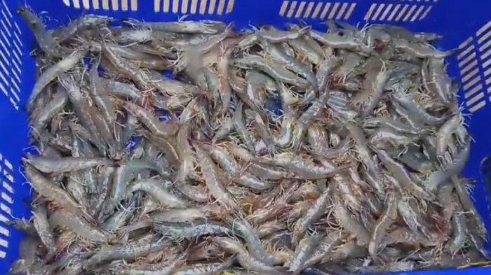 Desa Berdaya Tanjung Rusa Belitung Binaan TJSL PLN Babel, Panen Vaname ...