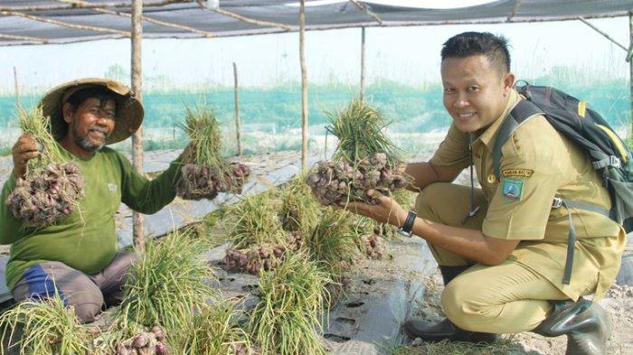 Petani di Belitung Timur Dapat Bantuan Demplot Digital Farming dari BI ...