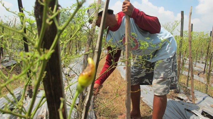 Kisah Petani Cabai di Bangka Belitung, Bersyukur Kini Harga Mulai ...