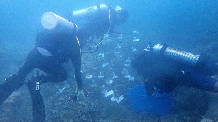 Kolaboraksi Komunitas Diving Belitung Timur, Tanam Terumbu Karang di ...