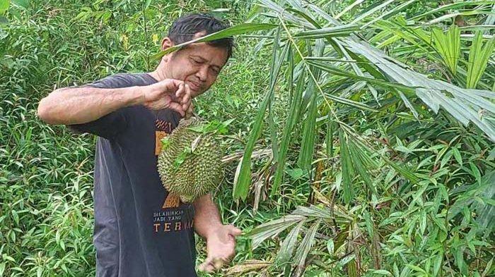 Harga Durian Namlung Bangka Barat per Kilogram, Durian Unggul Nasional ...