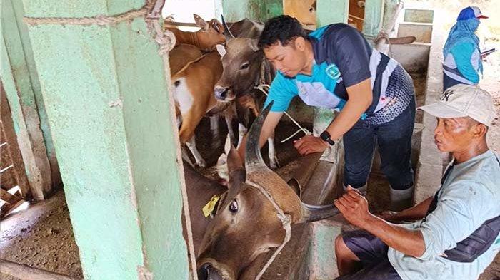 PMK Serang Sapi, Babi, dan Kerbau di Belitung, drh Riona Desti Beberkan ...