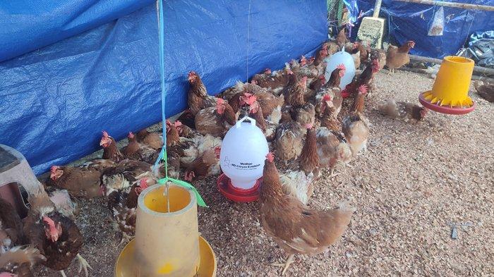 Jelang Lebaran Penjual Ayam Afkir Bermunculan di Belitung, Harga Ayam ...