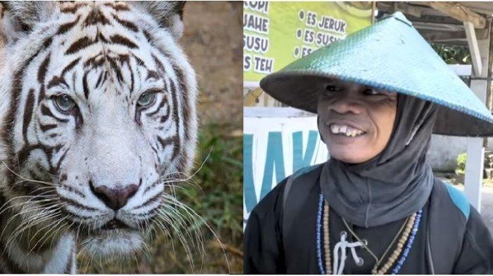 Viral Sosok Joko Kendil Musafir Tunggangi Macan Putih Jalan Seperti Lari, Ngaku Murid Sunan ...