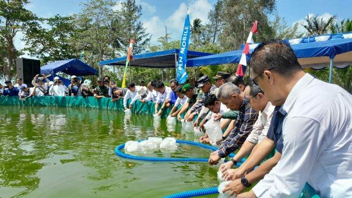 Peluang Pasar Udang Vaname Belitung, Koperasi Desa Tanjung Rusa Tebar ...