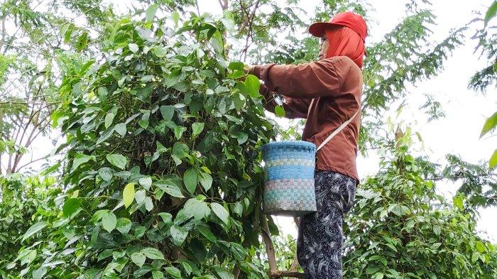 Seberapa Banyak Jumlah Petani Lada di Belitung? Di Seluruh Babel ...