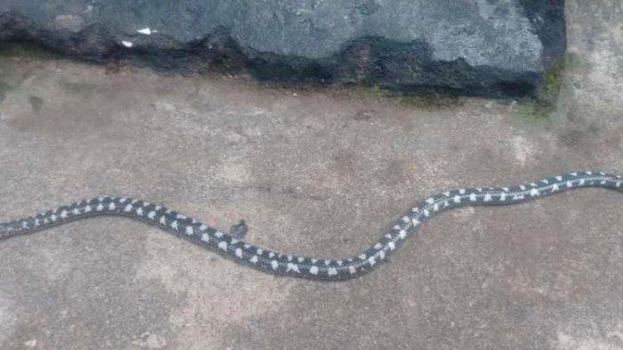 Bacaan Doa Ketika Bertemu Ular yang Masuk ke Rumah dan Tips Terhindar ...