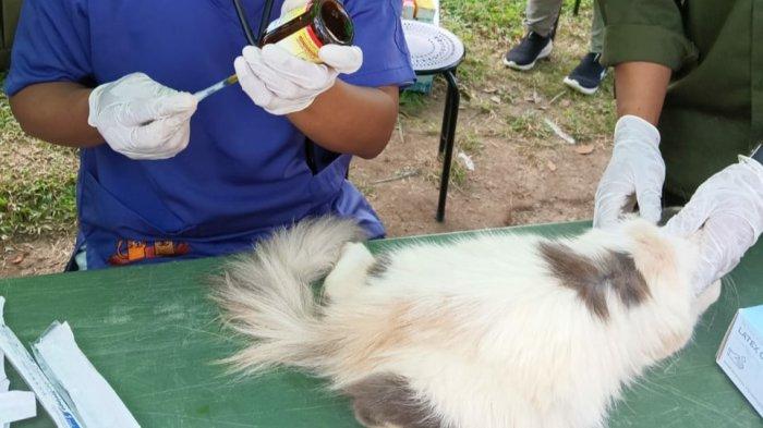 Zero Kasus Rabies di Belitung Timur, Berikut Tanda-tanda Jika Hewan Terjangkit - Posbelitung.co