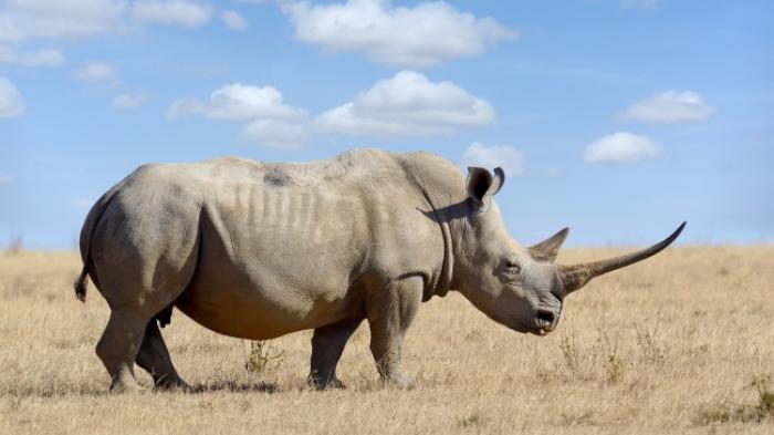 Ternyata Harga Cula Badak Jauh Lebih Mahal Ketimbang Emas, Per Gram ...