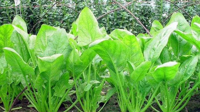 Meraup Omzet Puluhan Juta Rupiah dari Budidaya Bayam Jepang, Si Kaya ...