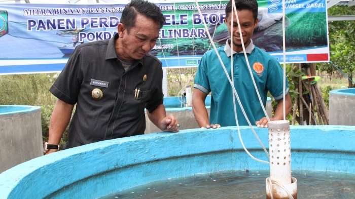 Pembudidaya Ikan Lele Waspadai Jamur dan Aeromonas di Musim Hujan ...