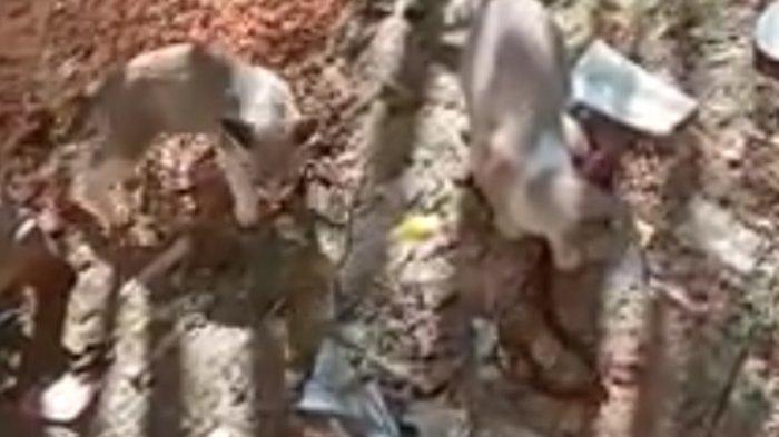 Rekaman Kucing dan Ular Bertarung hingga Berdarah-darah, Pemilik Rumah ...
