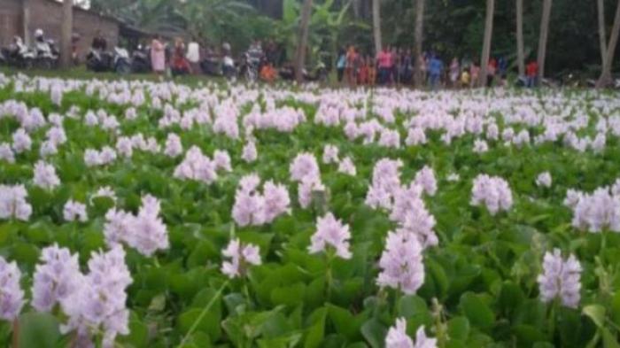 Cara Mengolah Tanaman Enceng Gondok untuk Mengobati Maag, Sakit Gigi, dan Jerawat - Posbelitung.co