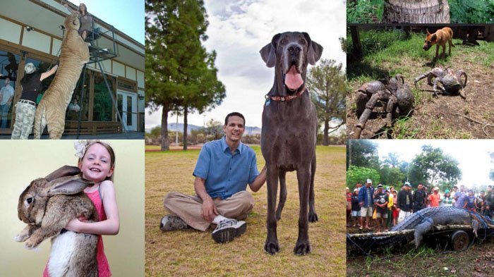 12 Hewan Unik Ini Berukuran Lebih Besar Daripada Normalnya, Tapi Bukan ...