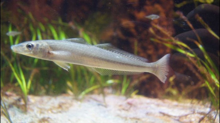 4 Rahasia Ikan Bebulus Belitung, Kandungan Gizinya Tak Terdeteksi ...