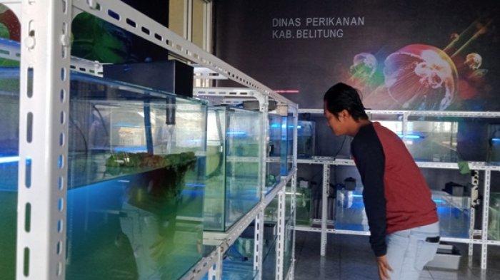 Jejeran Puluhan Aquarium Berisi Ikan Khas Belitung Hiasi Kantor Dinas ...