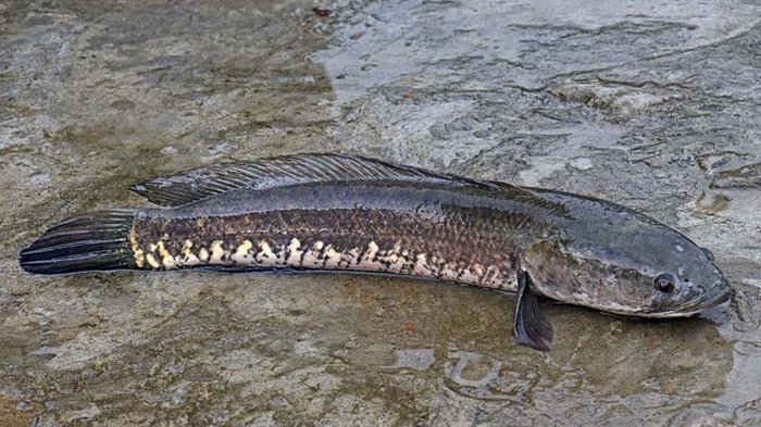 Sisik Ikan Gabus Disulap Jadi Kolagen oleh Peneliti Universitas ...