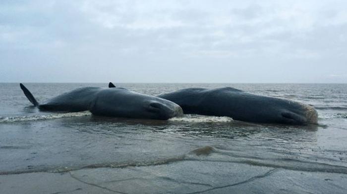 Mengejutkan Lihat Isi Perut Ikan Paus yang Mati Terdampar - Posbelitung.co