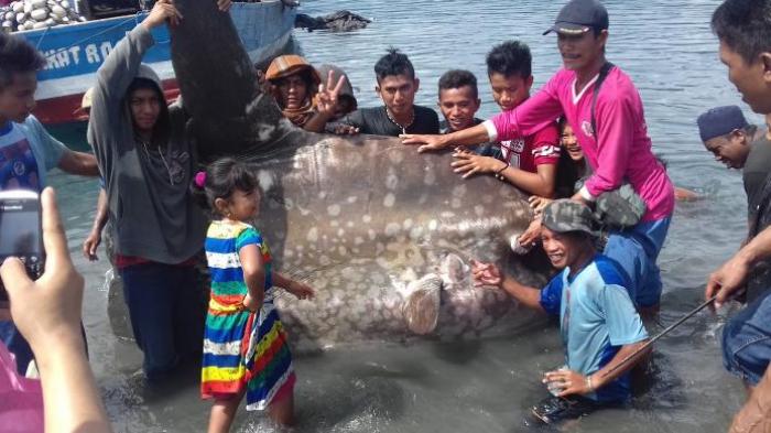 Ikan Raksasa Seberat 1 Ton Terjaring Nelayan - Posbelitung.co